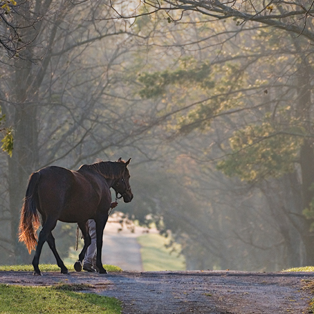 Hockensmith Equine Collection - Hockensmith's Fine Art Editions Gallery ...