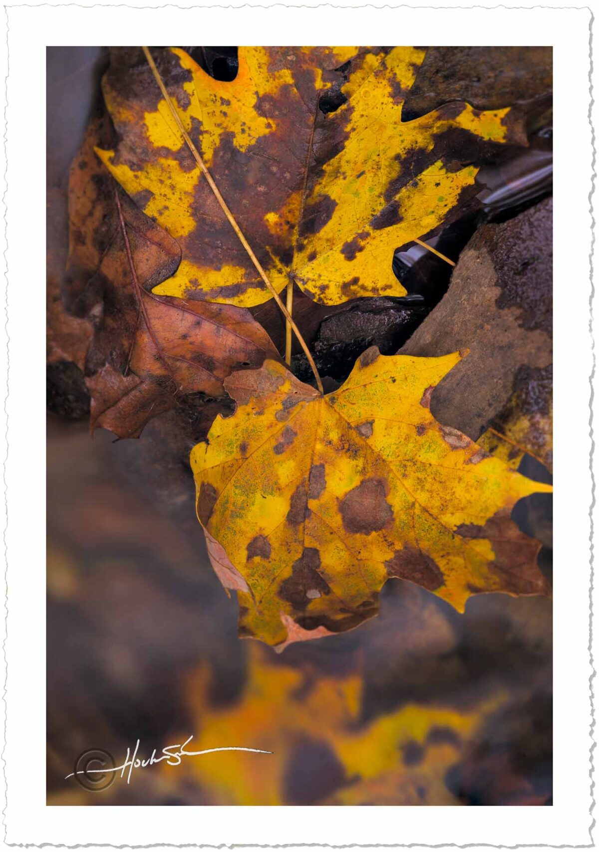Decomposition II - Hockensmith's Fine Art Editions Gallery and Press