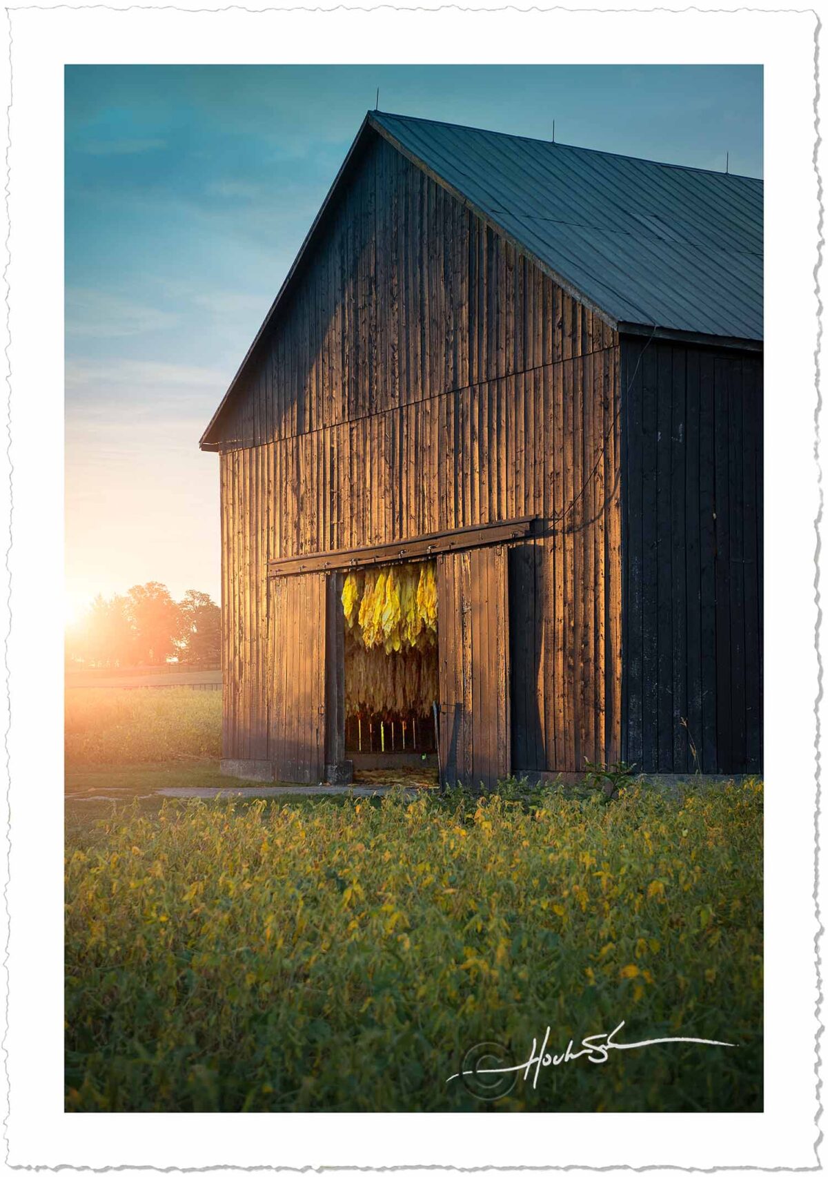 Tobacco Morning - Hockensmith's Fine Art Editions Gallery and Press